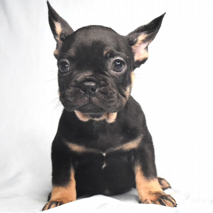 Французский бульдог, щенок