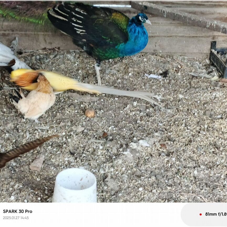 Павлин черноплечий пара