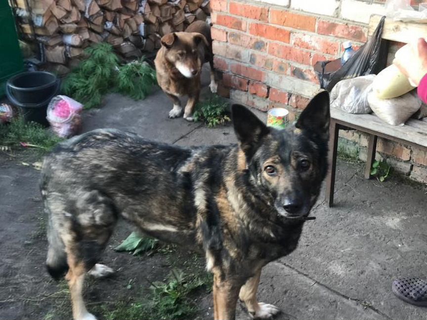 Собаки Альма и Малыш с доставкой