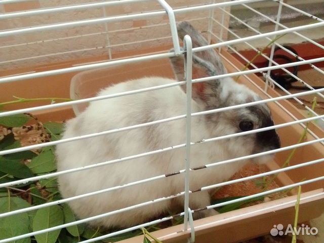 Декоративные кролики