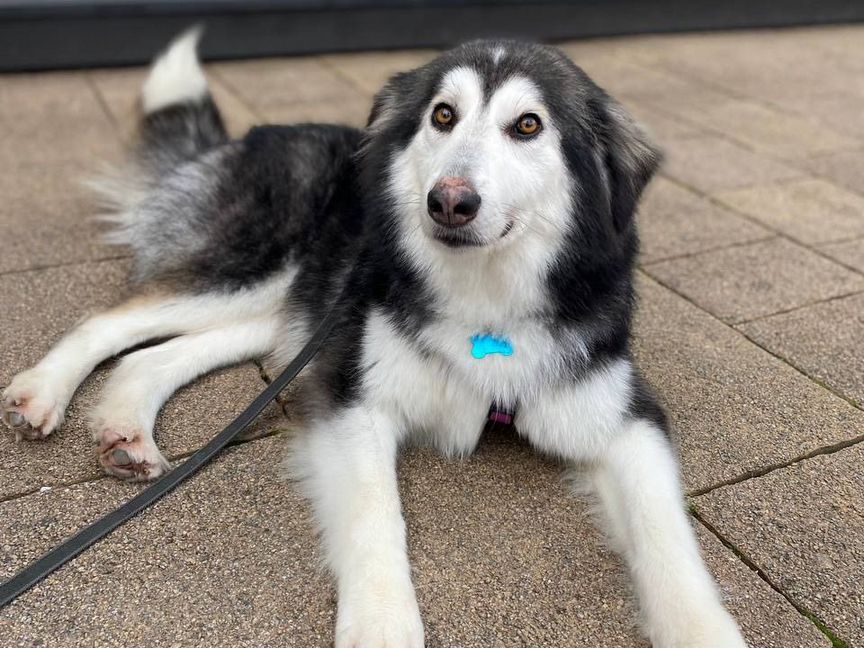 Воспитанная хаски маламут в добрые руки