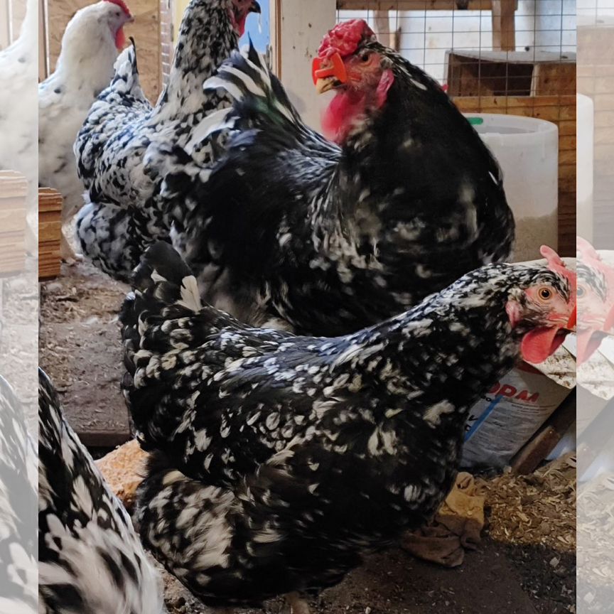 Ливенские ситцевые. фавероль.мини-мясные палевые