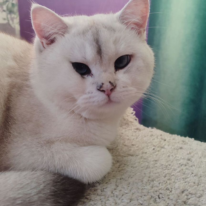 Британский короткошёрстный котёнок