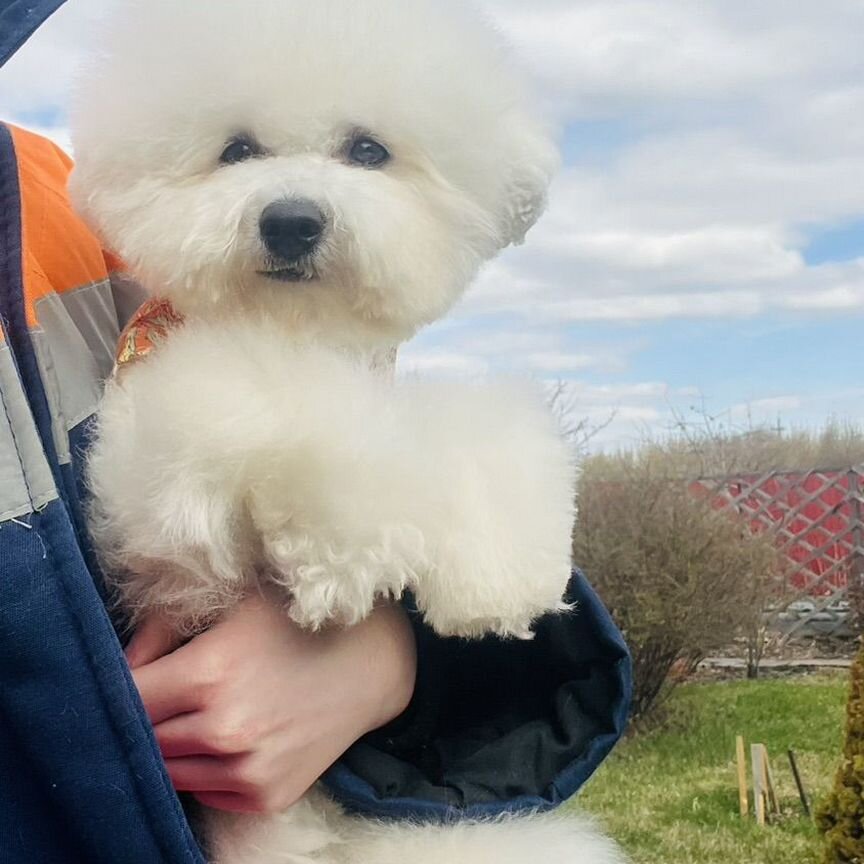 Бишон фризе, щенок