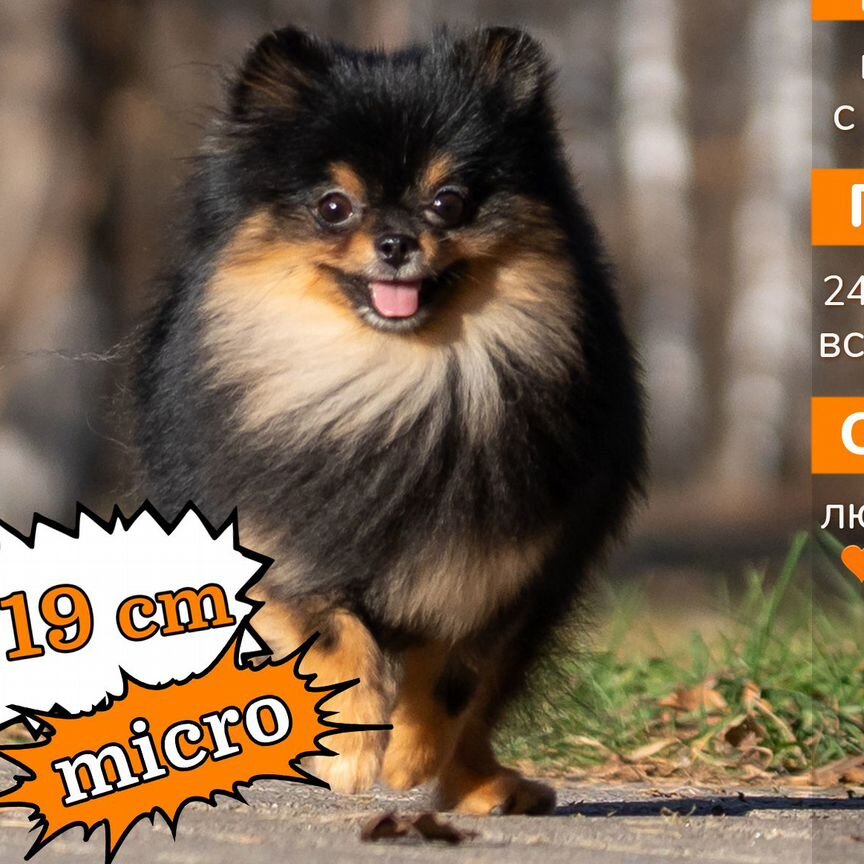 Померанский шпиц, щенок