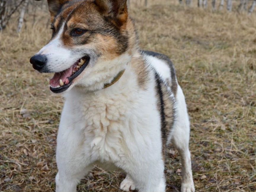 Старички никому не нужны. Раф из приюта