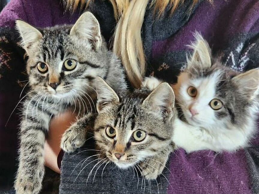 Котята: спасены, отдаются в добрые руки