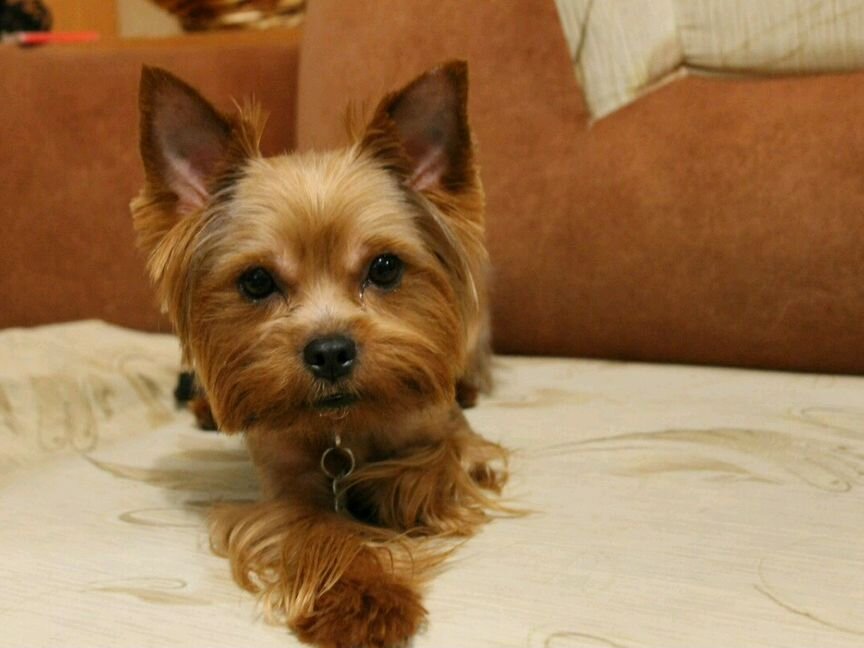 Кобель Йоркширского терьера приглашает на вязку