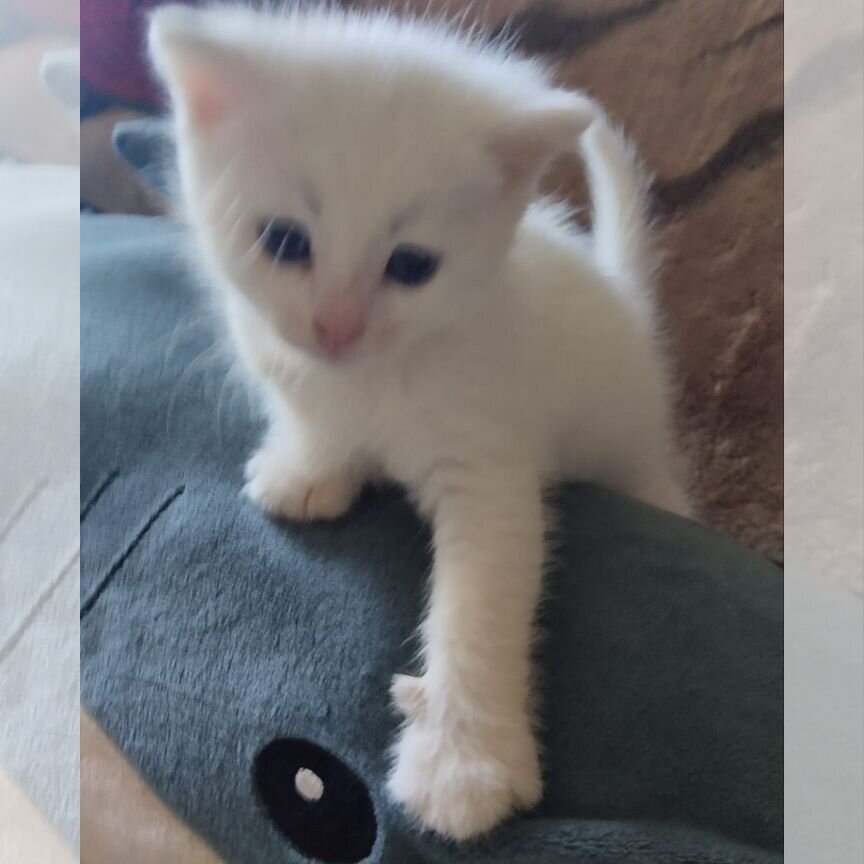 Котята в добрые руки 1 месяц