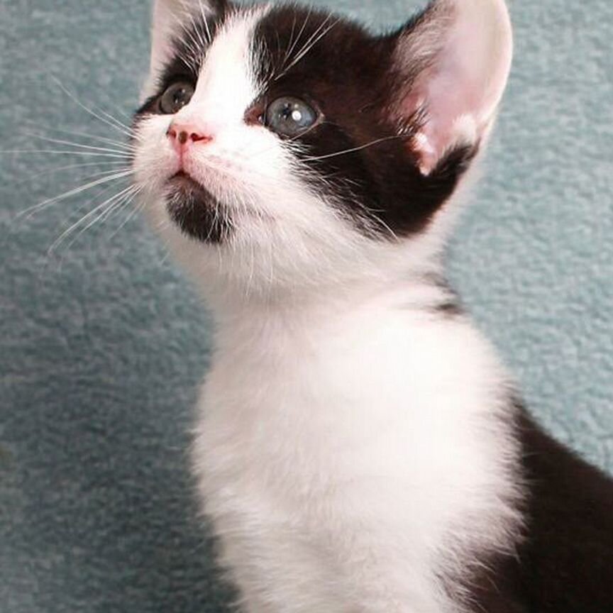 Милые комочки в добрые руки