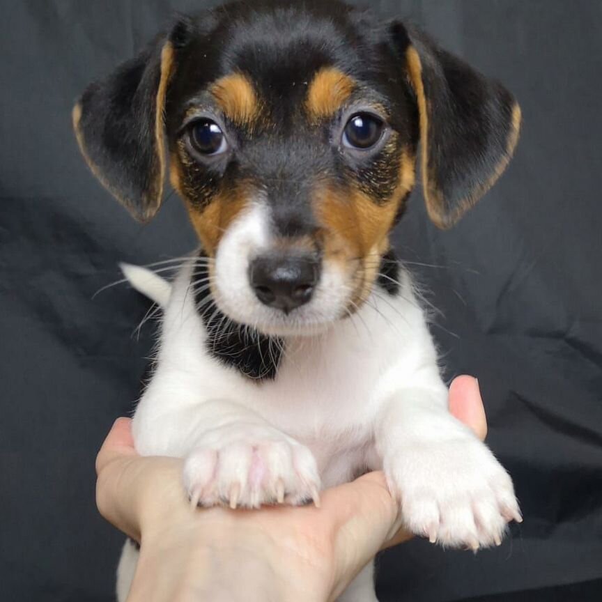 Девочка Триколор Джек рассел терьер