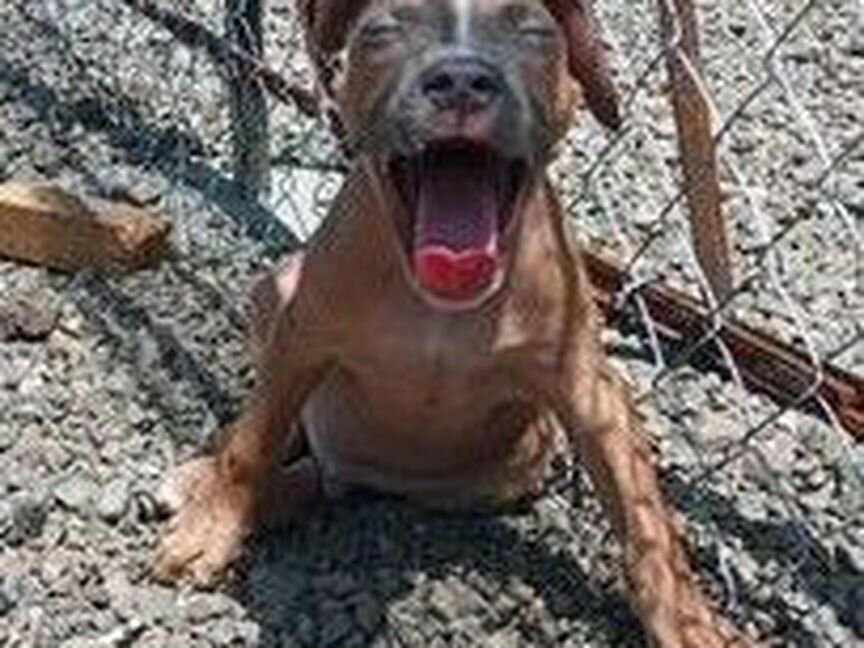 Ам.булли щенок