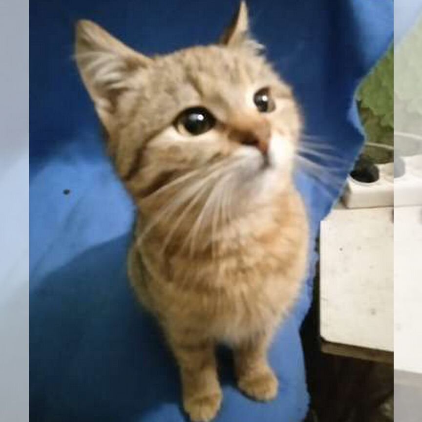 Котёнок в добрые руки