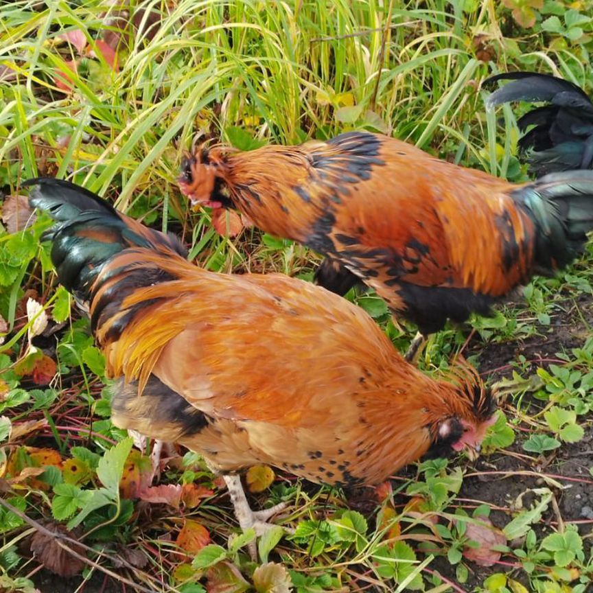 Молодые петухи