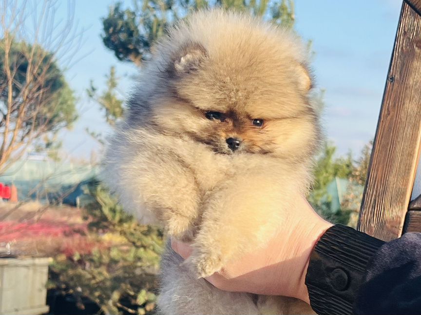 Супер мини Помы дети Чемпиона