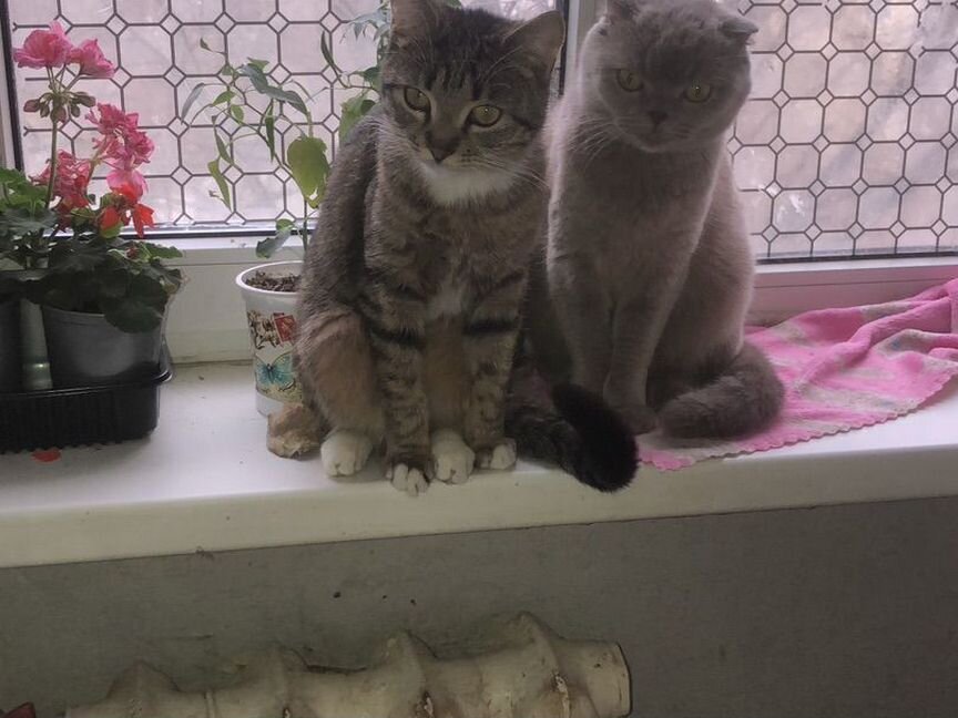 Шотландская