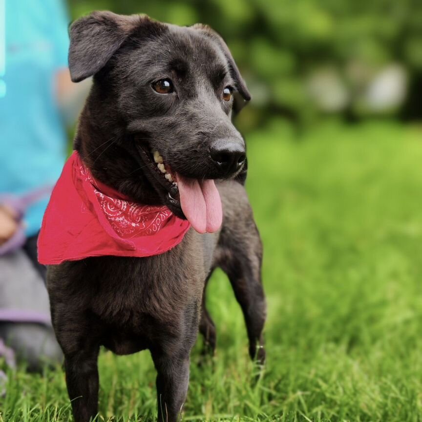 Малышка Полли в приюте