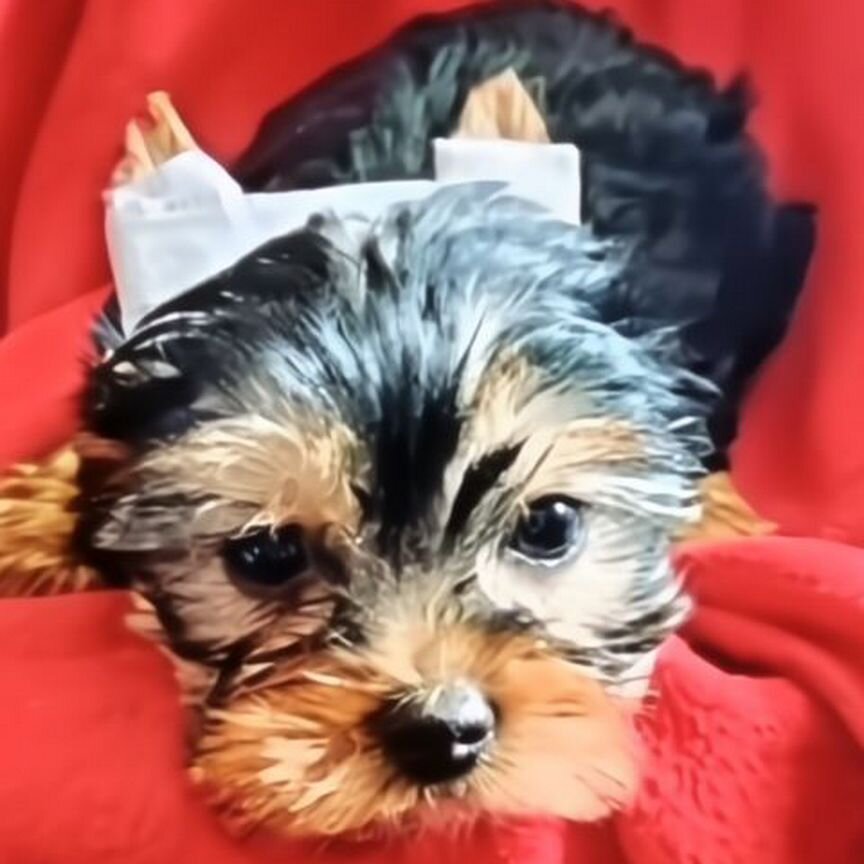 Йоркширский терьер, щенок