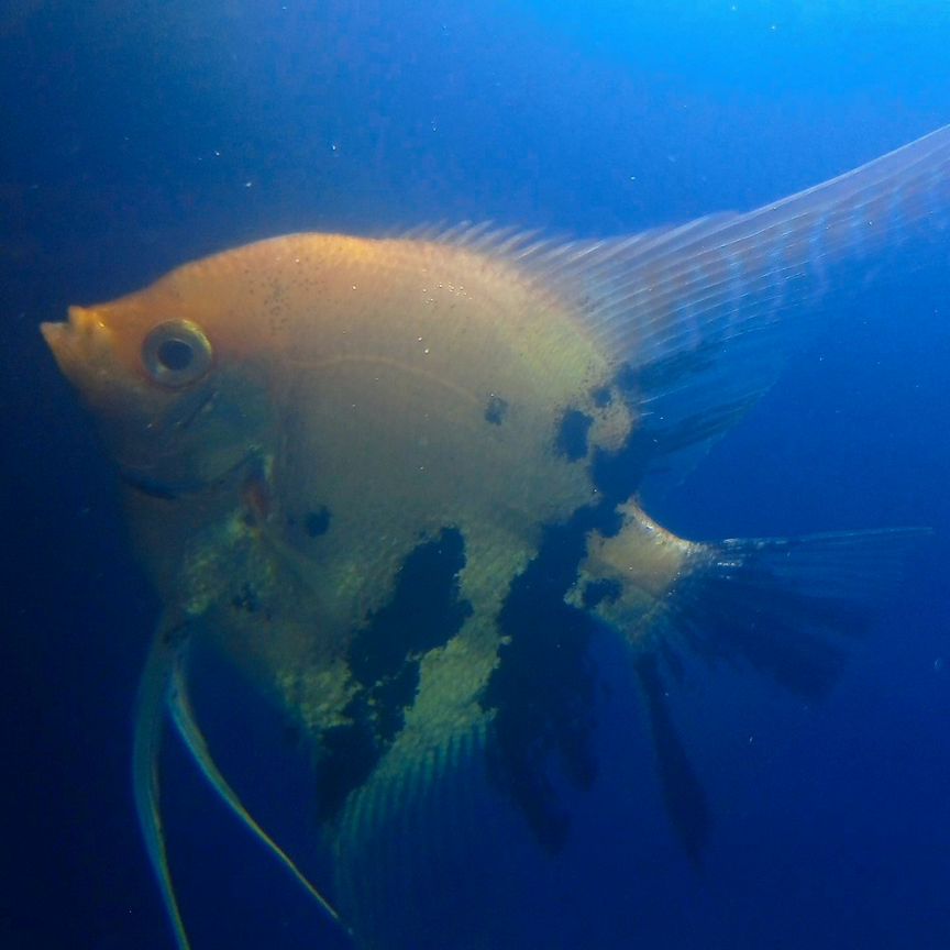 Рыбы скалярии