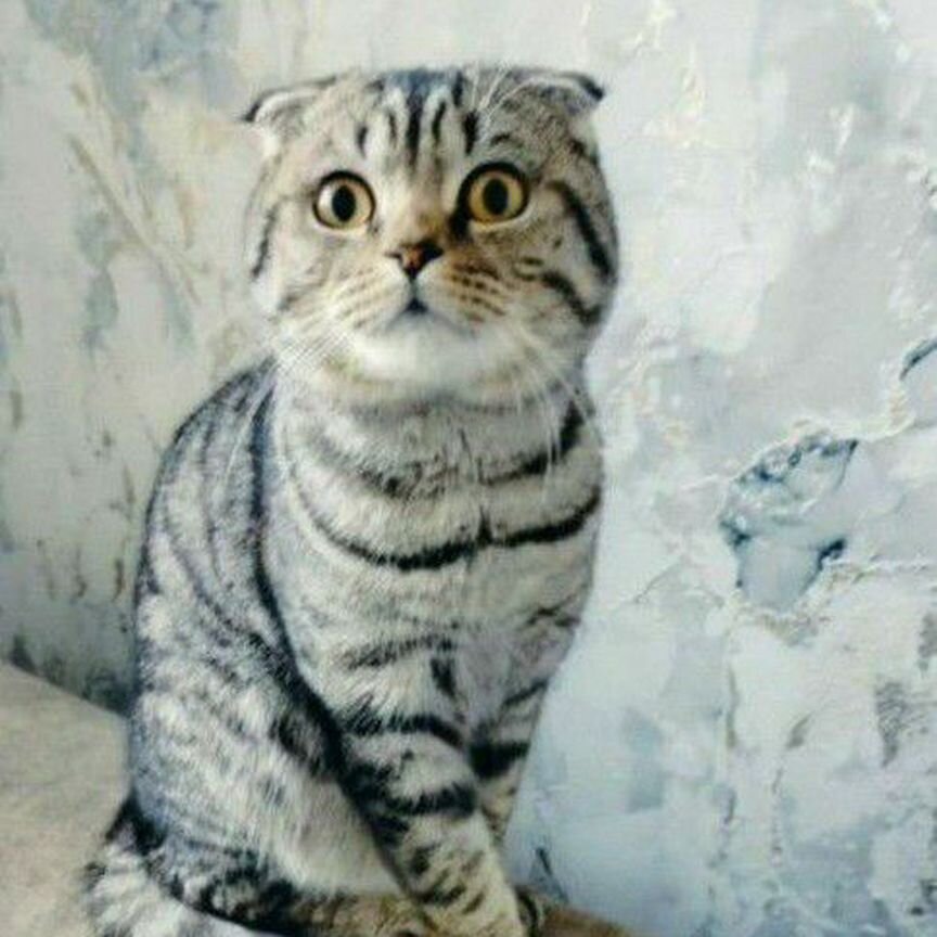 Котёнок