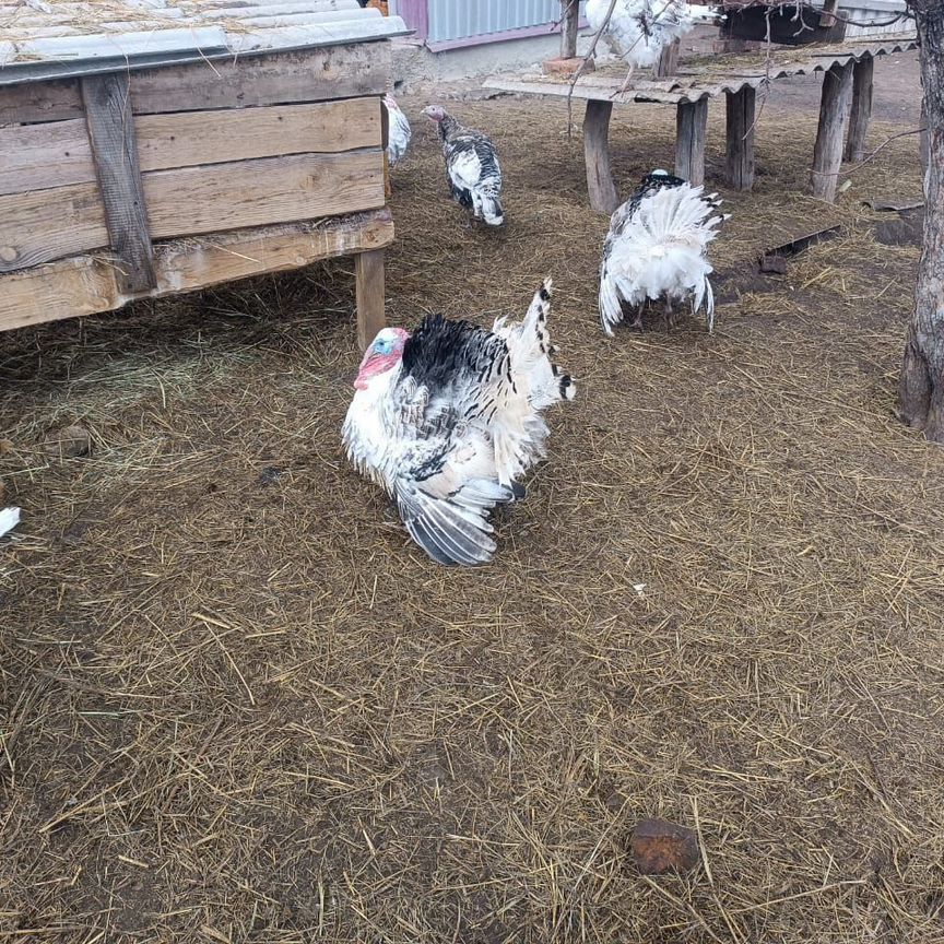 Индюки и индюшки