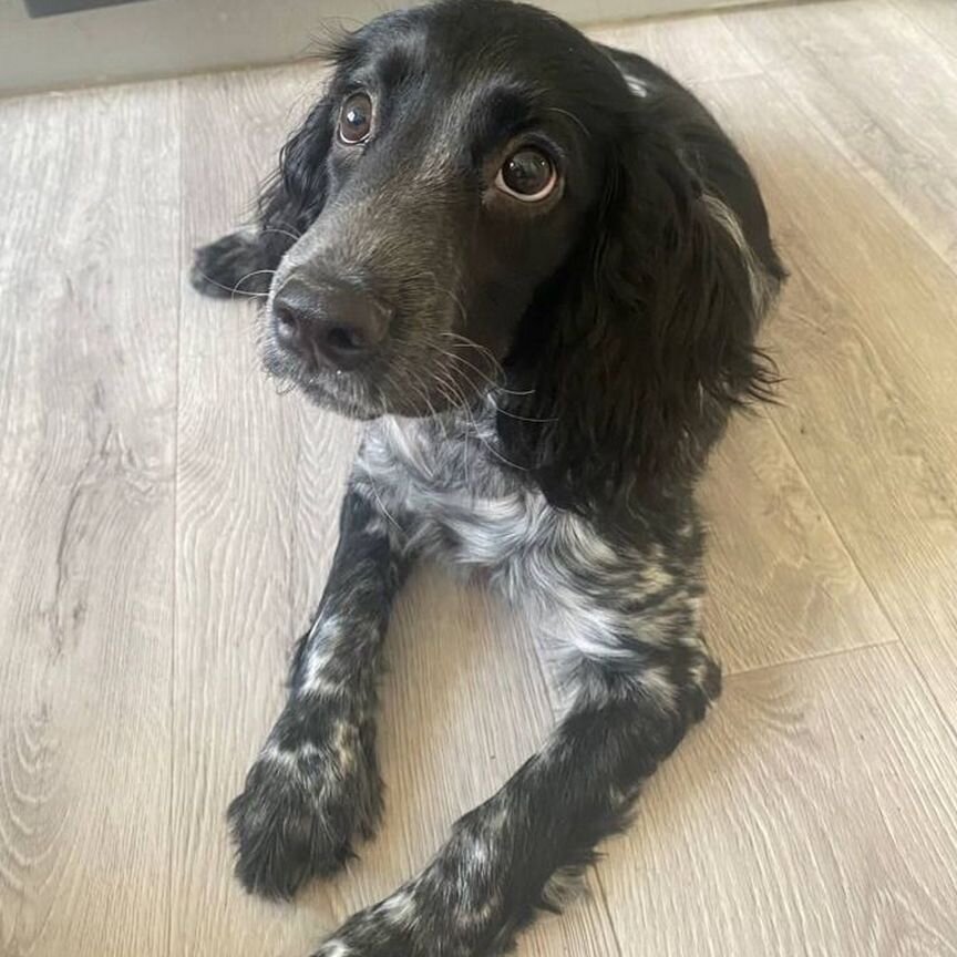 Русский охотничий спаниель