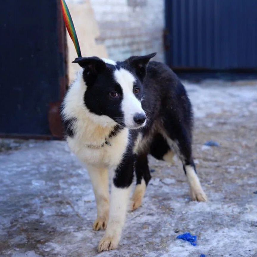 Щенок Чарли в хорошую семью бесплатно