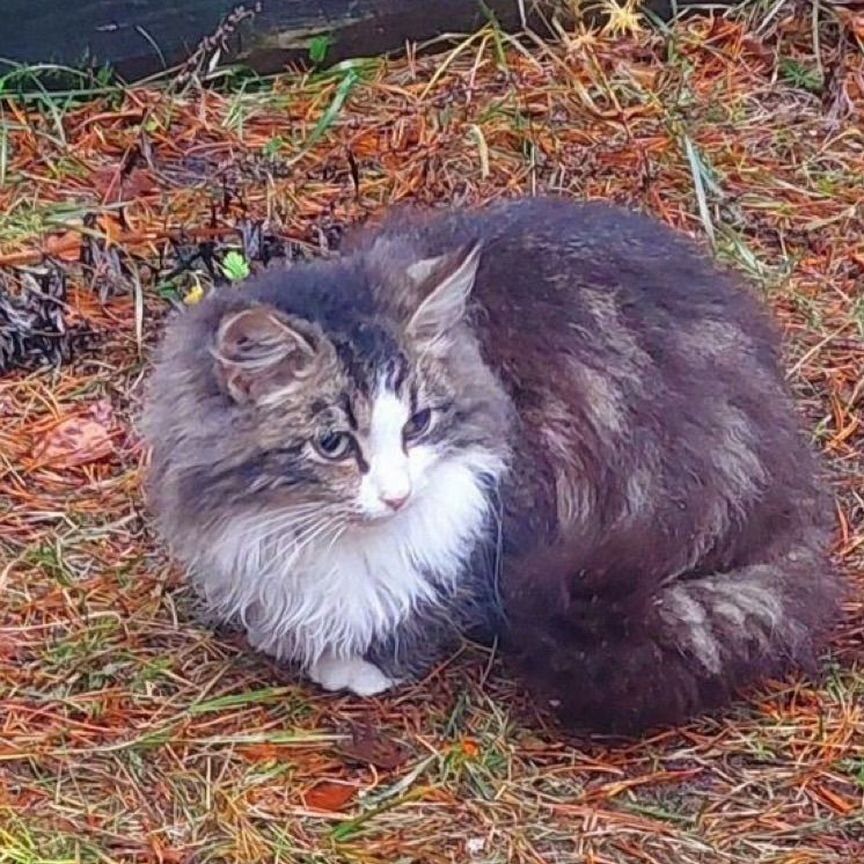 Пушистые котята в добрые руки