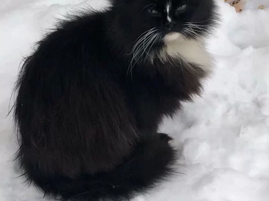 Отдам кота в добрые руки