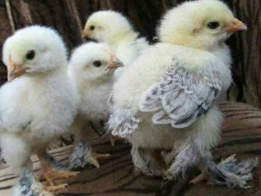 Цыплята брама