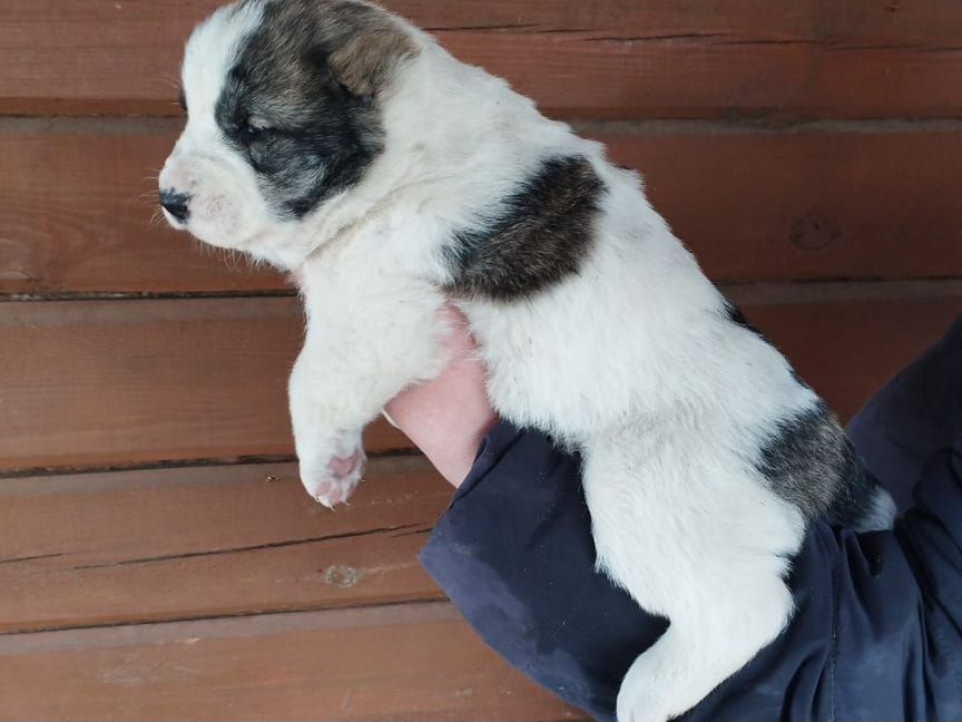Щенки среднеазиатской овчарки