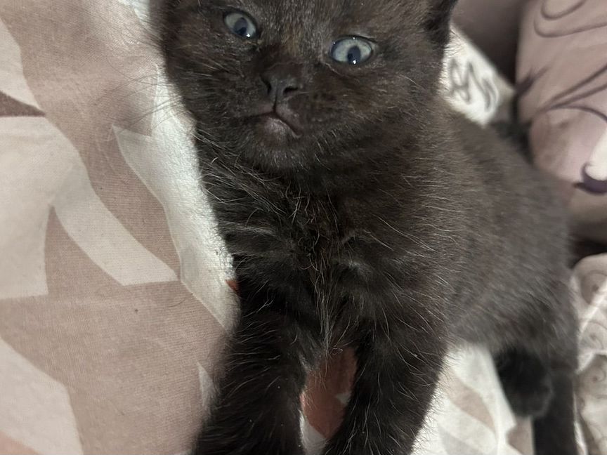 Котенок