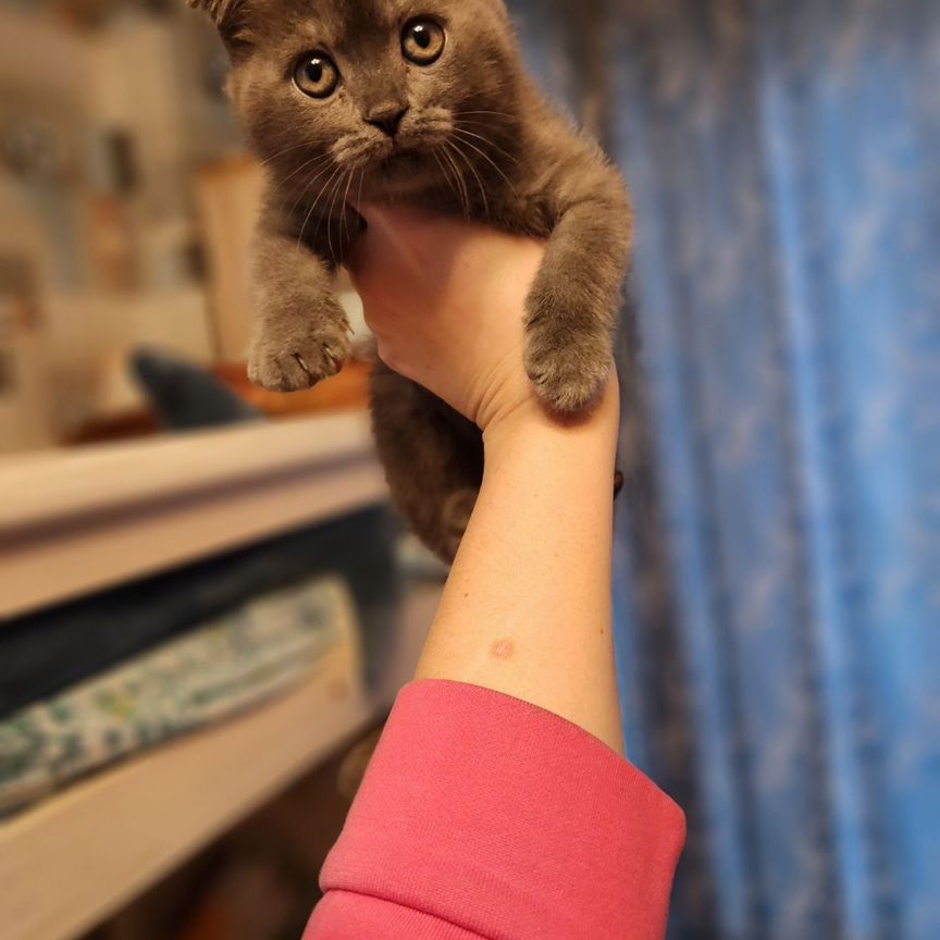 Шотландская вислоухая