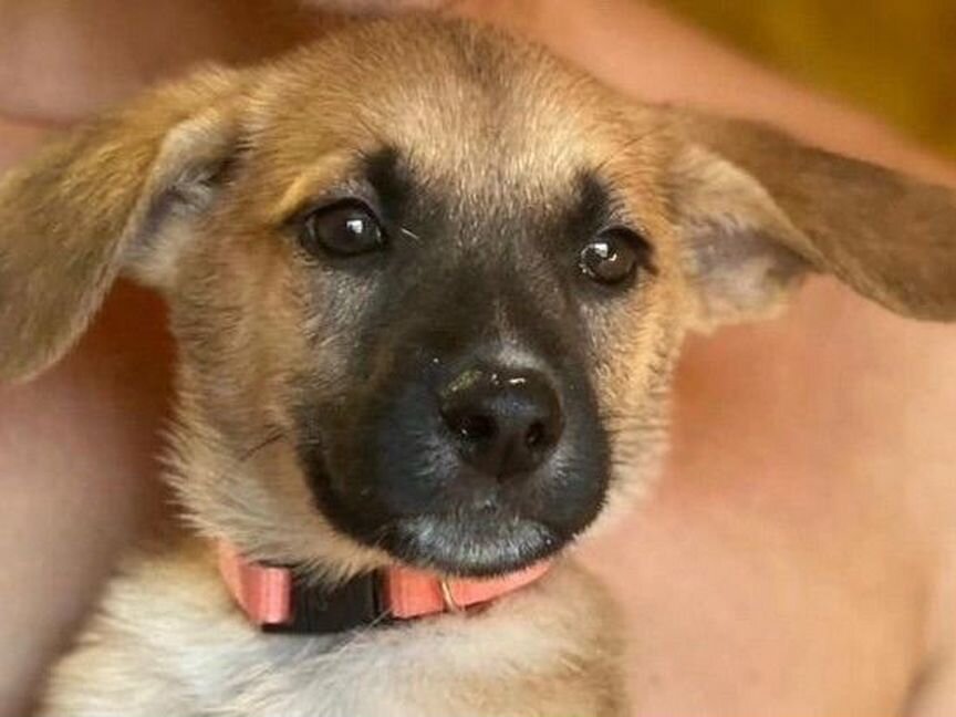 Щенок в добрые руки бесплатно