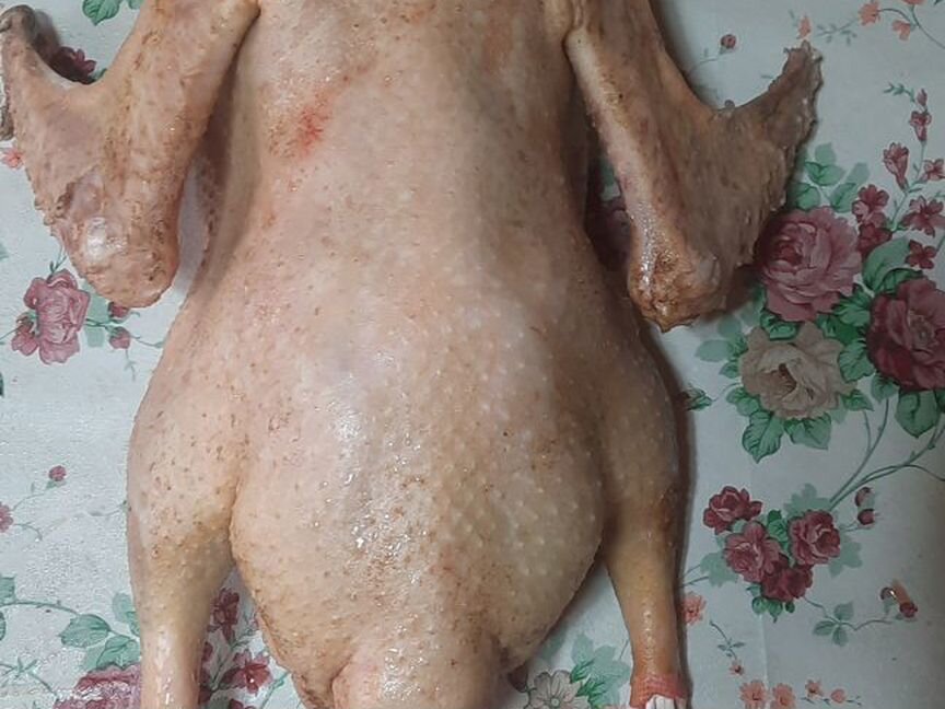 Продам домашних гусей