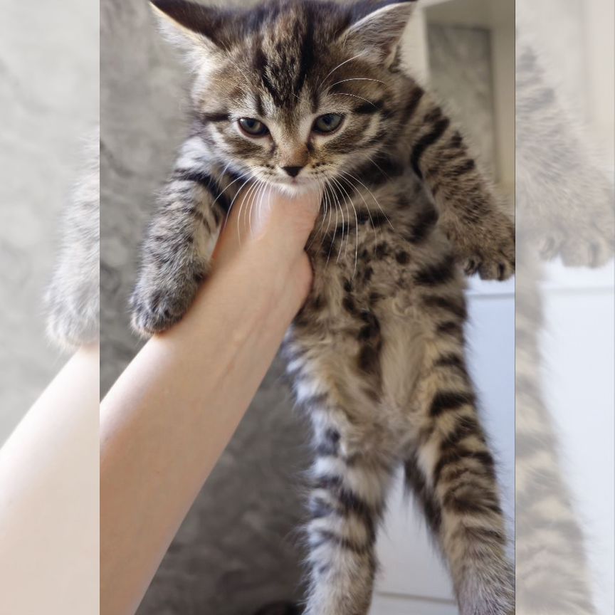 Шотландский прямоухий длинношёрстный котёнок