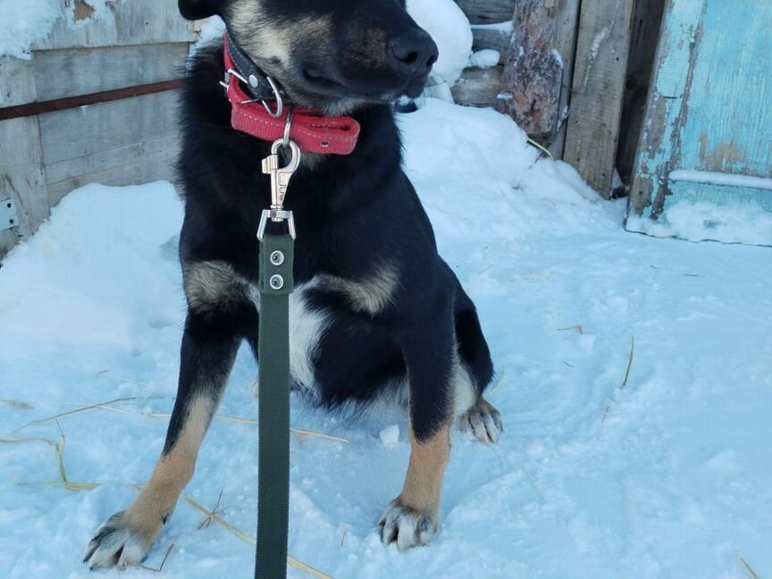 Собака в добрые руки