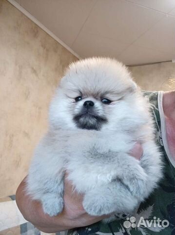 Малыш померанского шпица