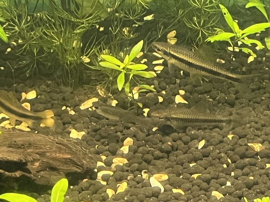 Сиамский водорослеед