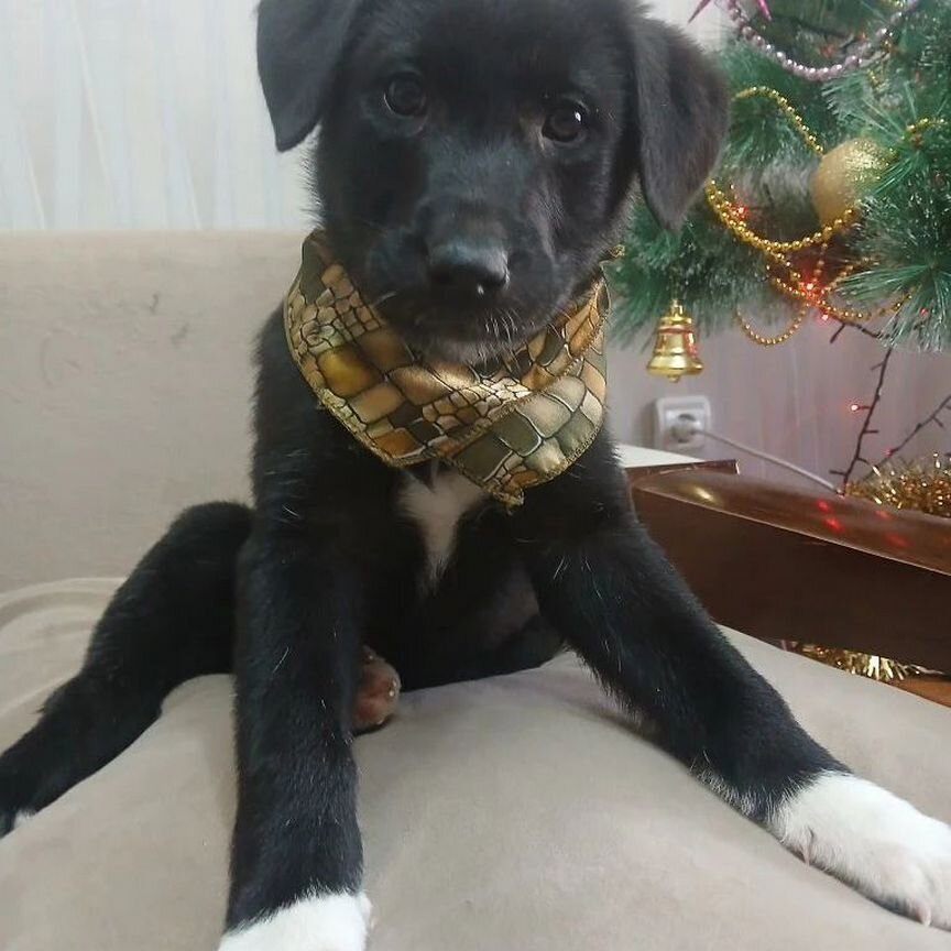 Щенок в добрые руки