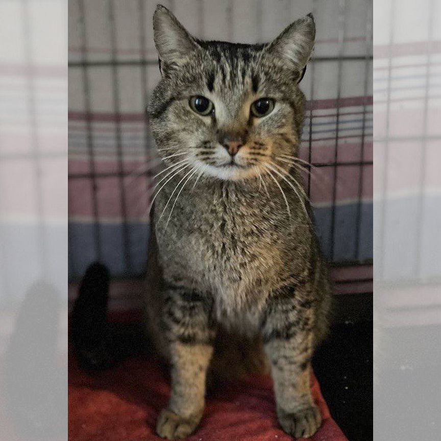 Взрослый кот в добрые руки