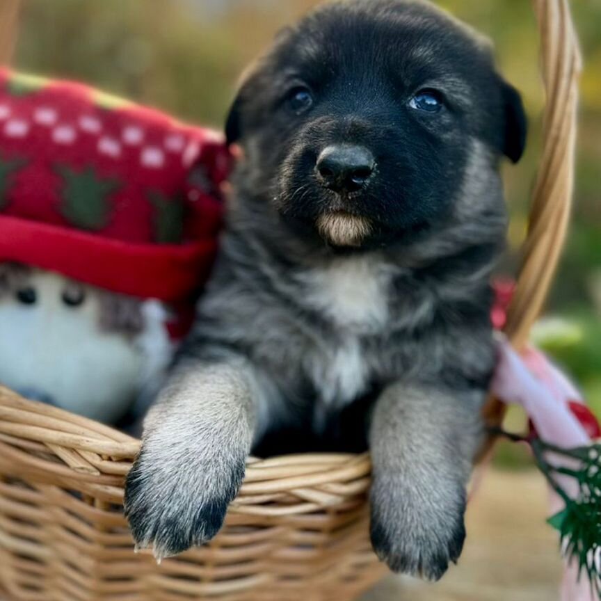 Щенок Мальчик бесплатно