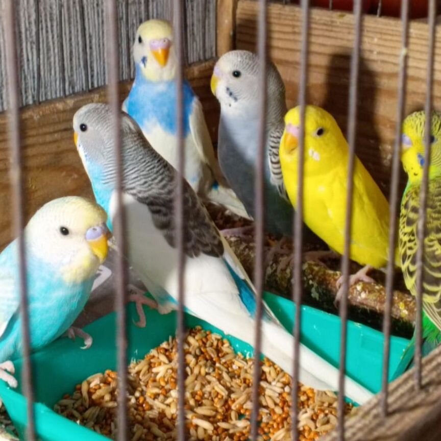 Волнистый попугай