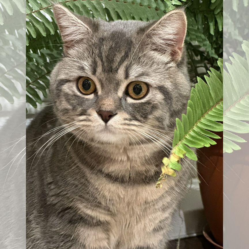 Шотландский прямоухий короткошёрстный кот, вязка