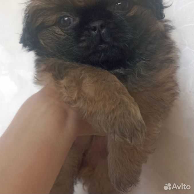 Пикинесики щенки