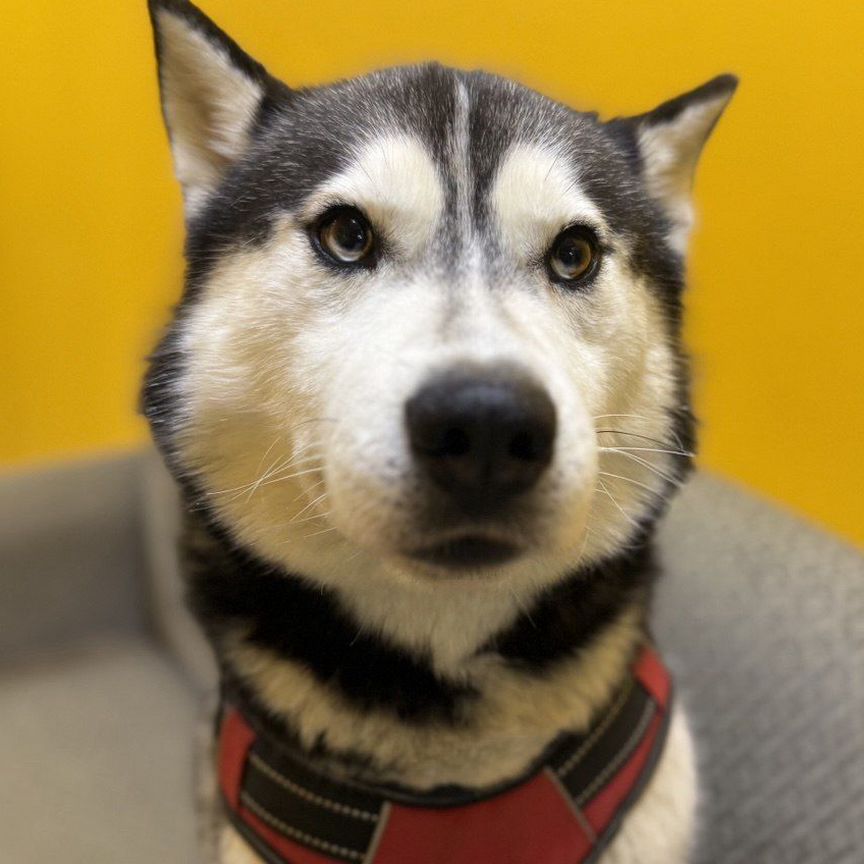 Сибирский хаски, взрослый пёс