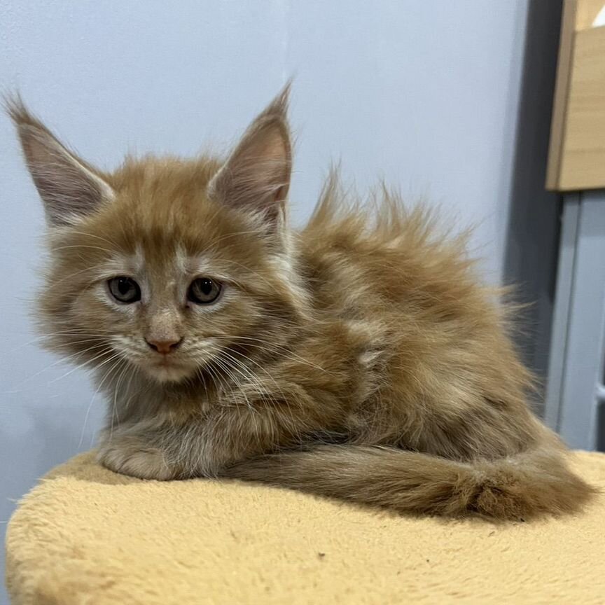 Мейн-кун котёнок