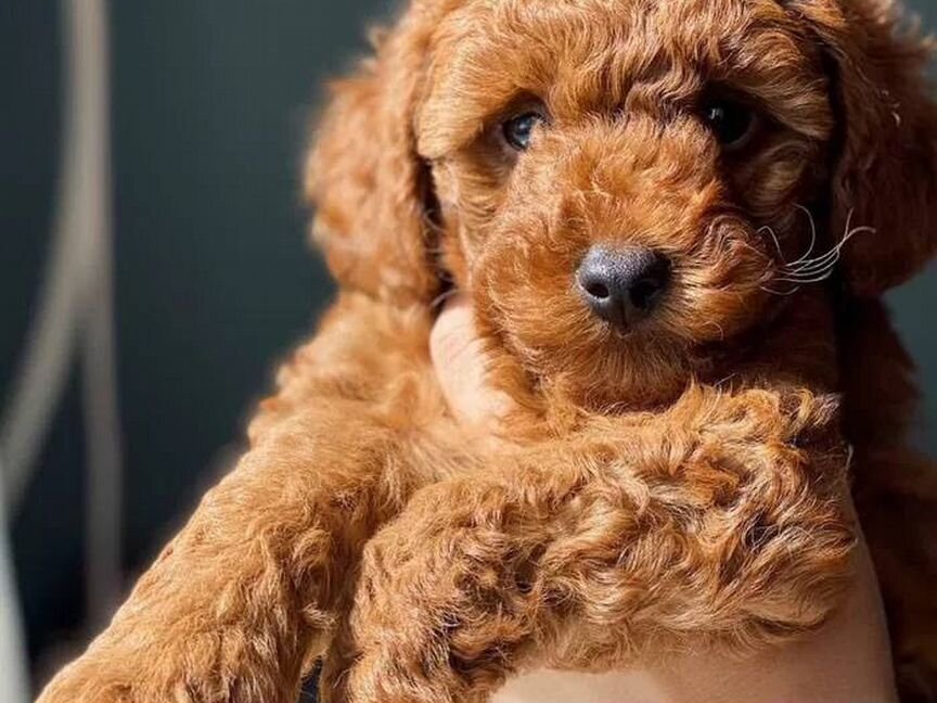 Той-пудель девочка