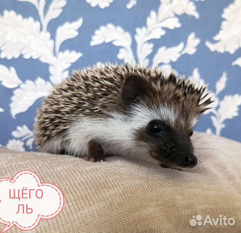 Ежонок