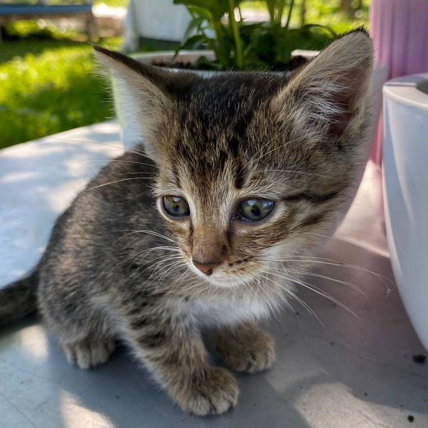 Котёнок в добрые руки